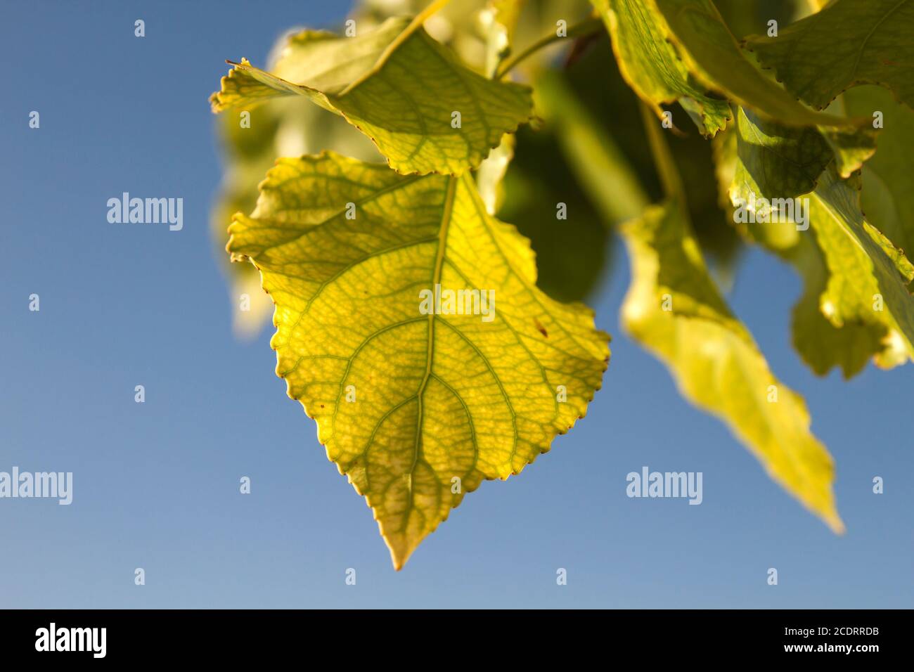 Aspen tree green foliage Stock Photo - Alamy