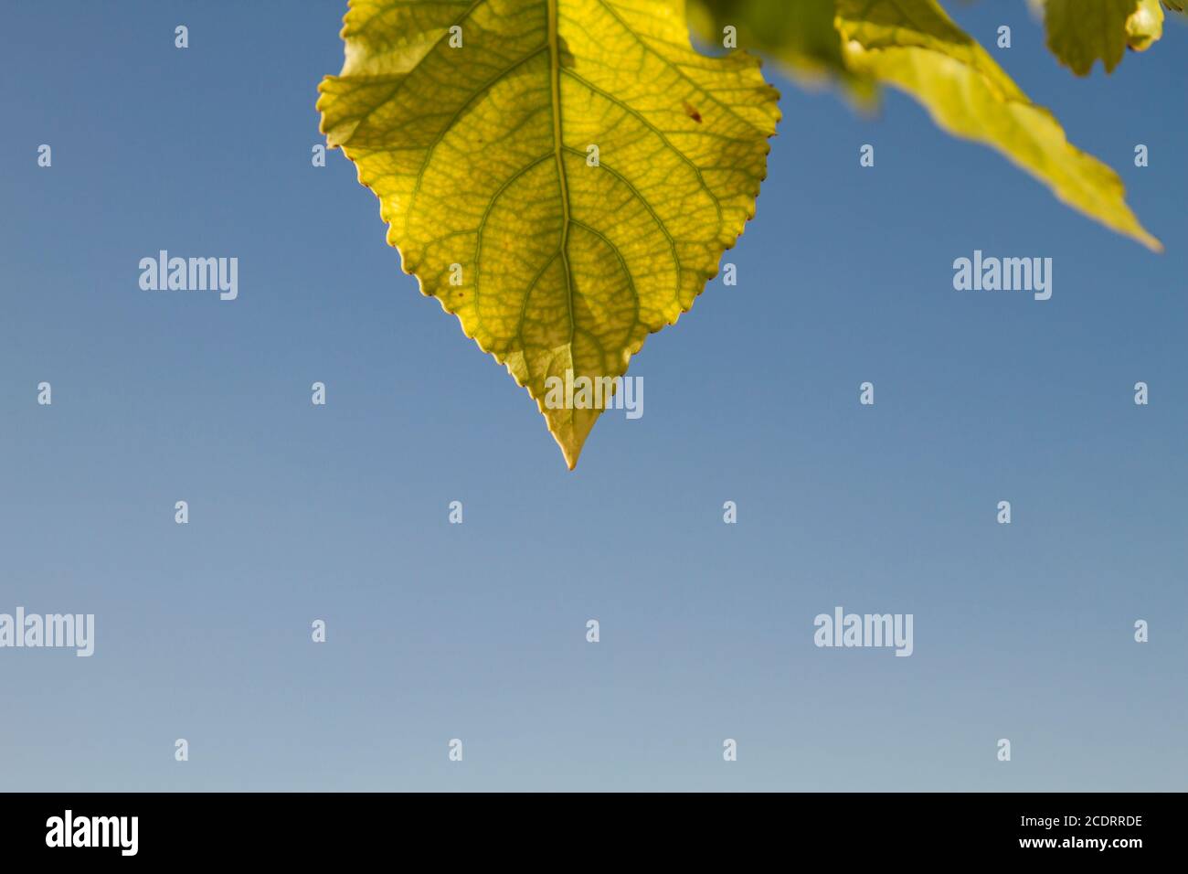 Aspen tree green foliage Stock Photo - Alamy