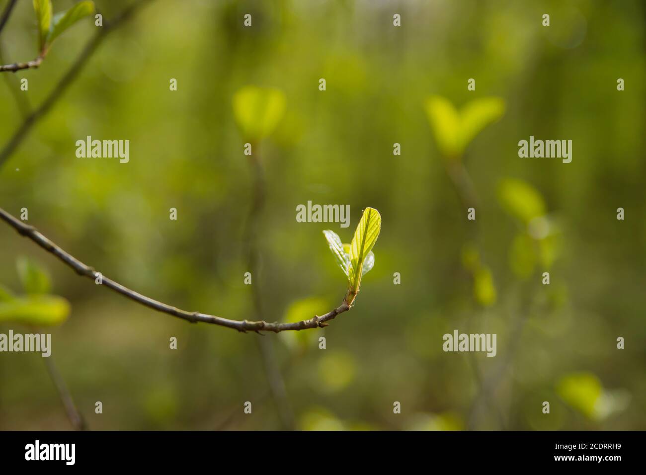 Deciduous tree sprouting in springtime Stock Photo - Alamy