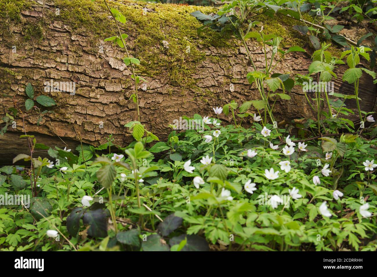 Fallen tree among the sptingtime white flowers Stock Photo - Alamy