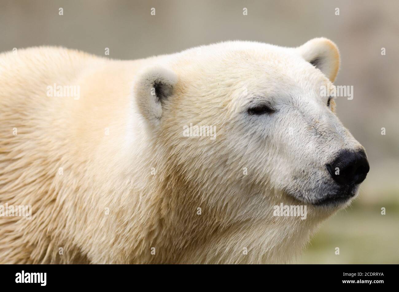 Ice bear hi-res stock photography and images - Alamy
