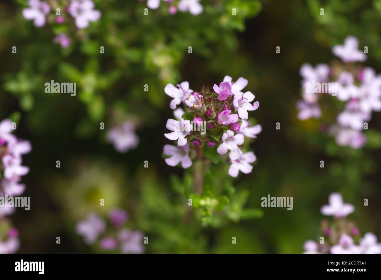 Thymus vulgaris plant hi-res stock photography and images - Alamy