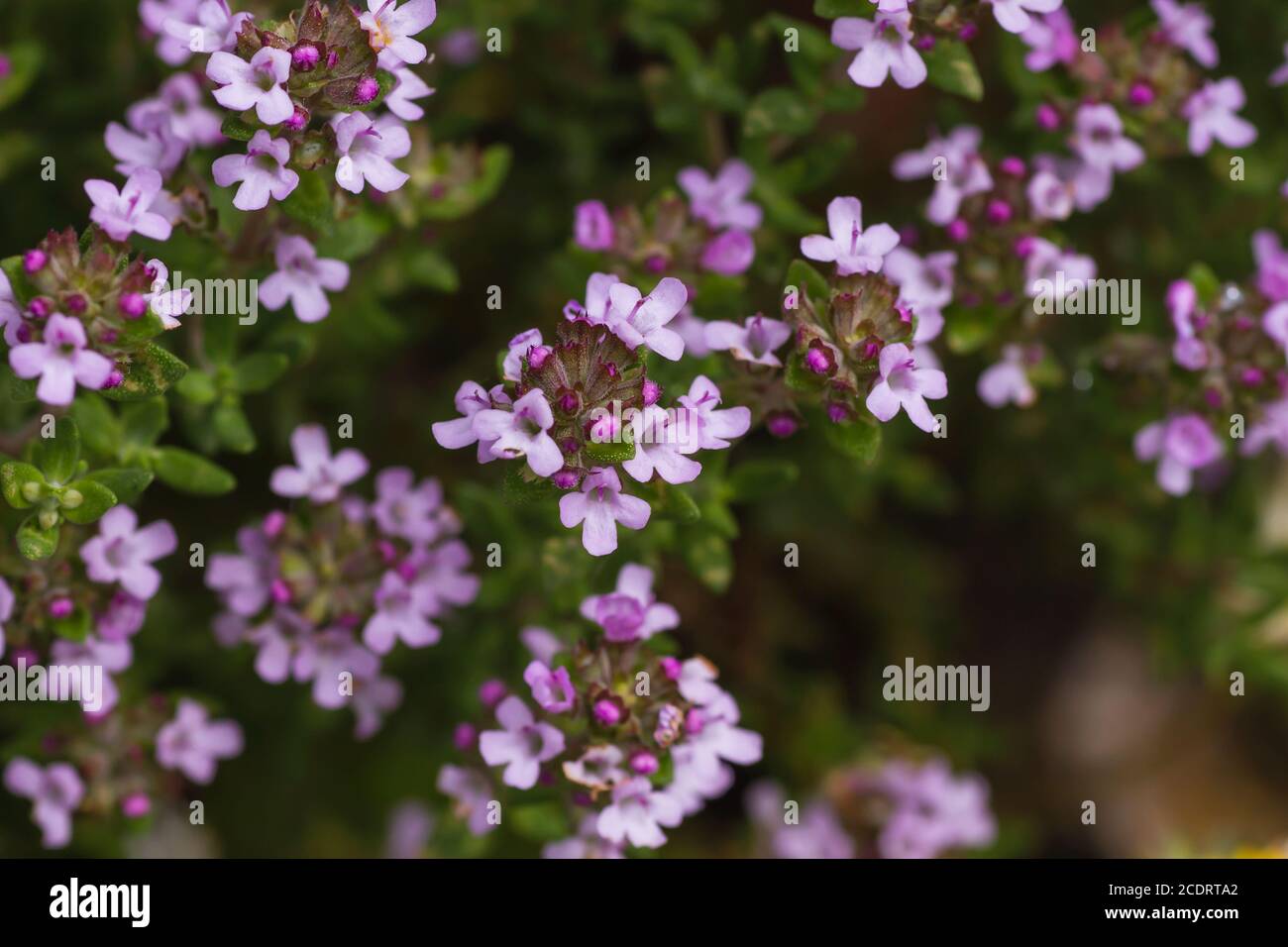 Thymus plant with blooming flowers Stock Photo - Alamy