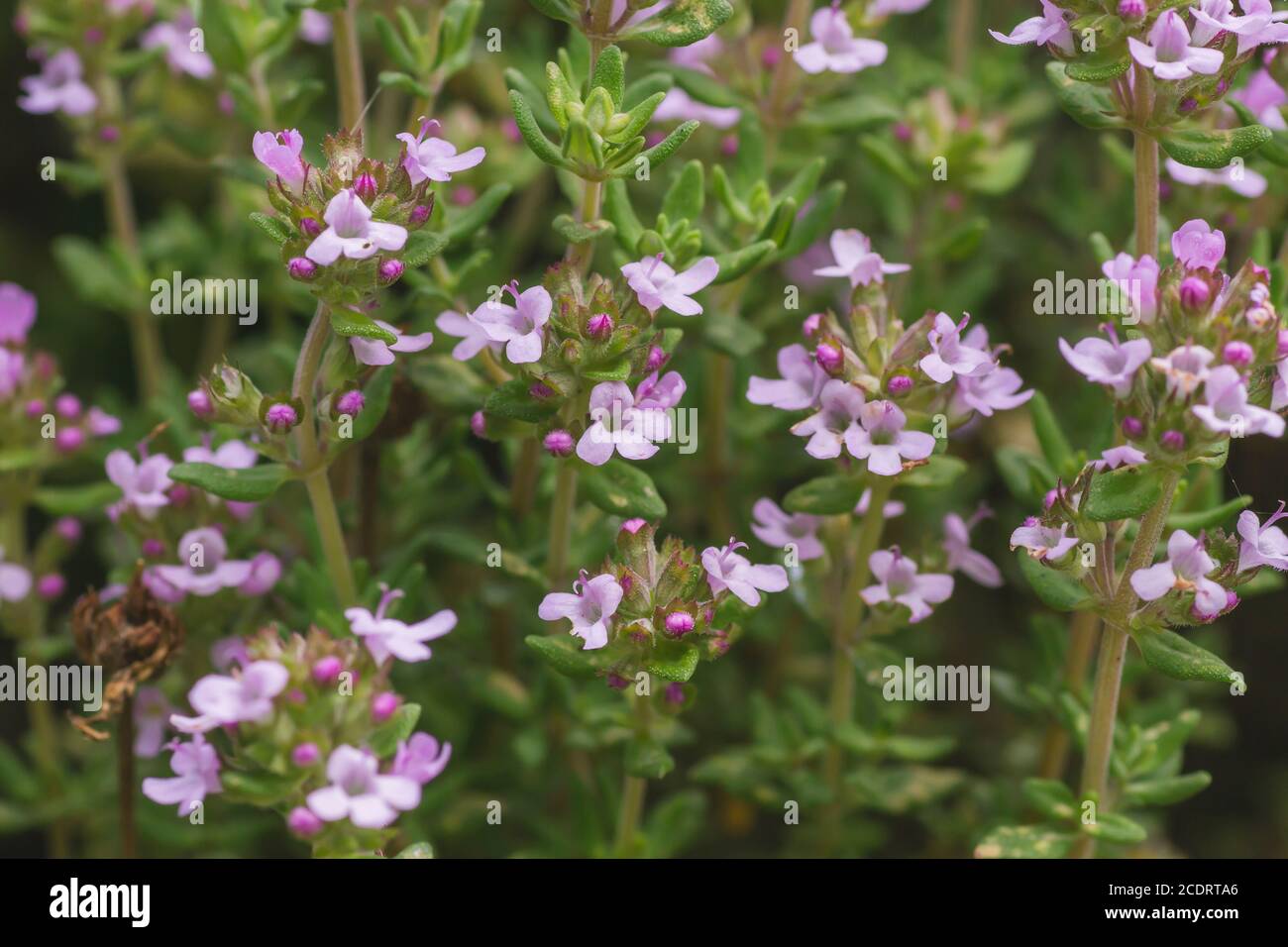 Thymus plant with blooming flowers Stock Photo - Alamy