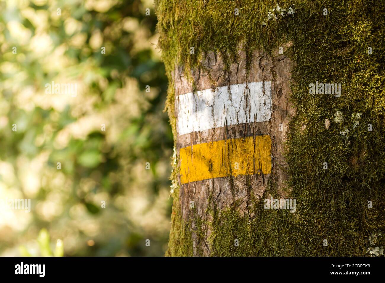 Painted trail sign on a tree trunk with moss Stock Photo - Alamy