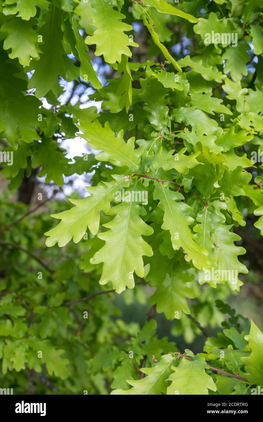 Leaf canopy quercus hi-res stock photography and images - Alamy