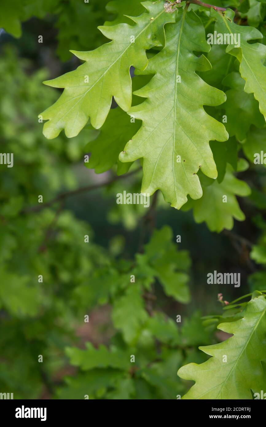 Leaf canopy quercus hi-res stock photography and images - Alamy