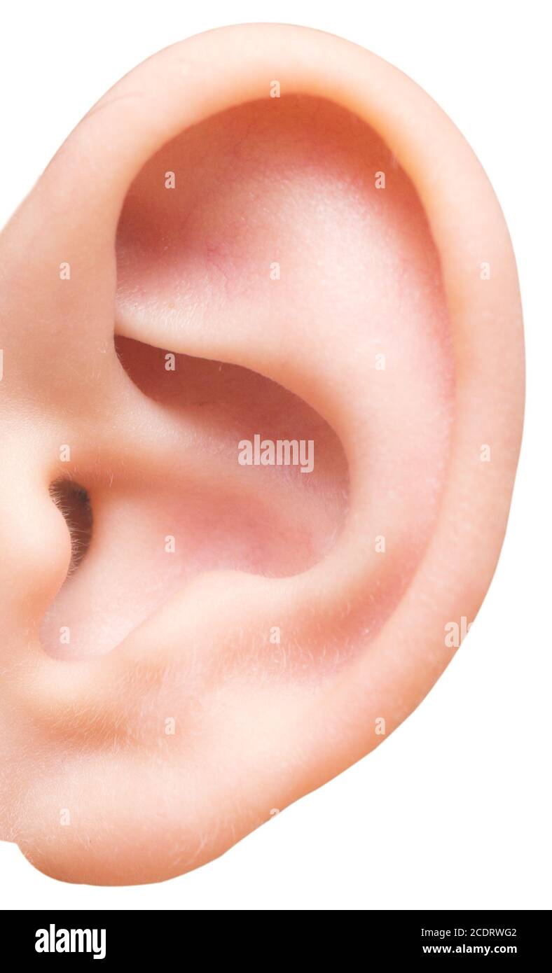 Human ear on white hi-res stock photography and images - Alamy