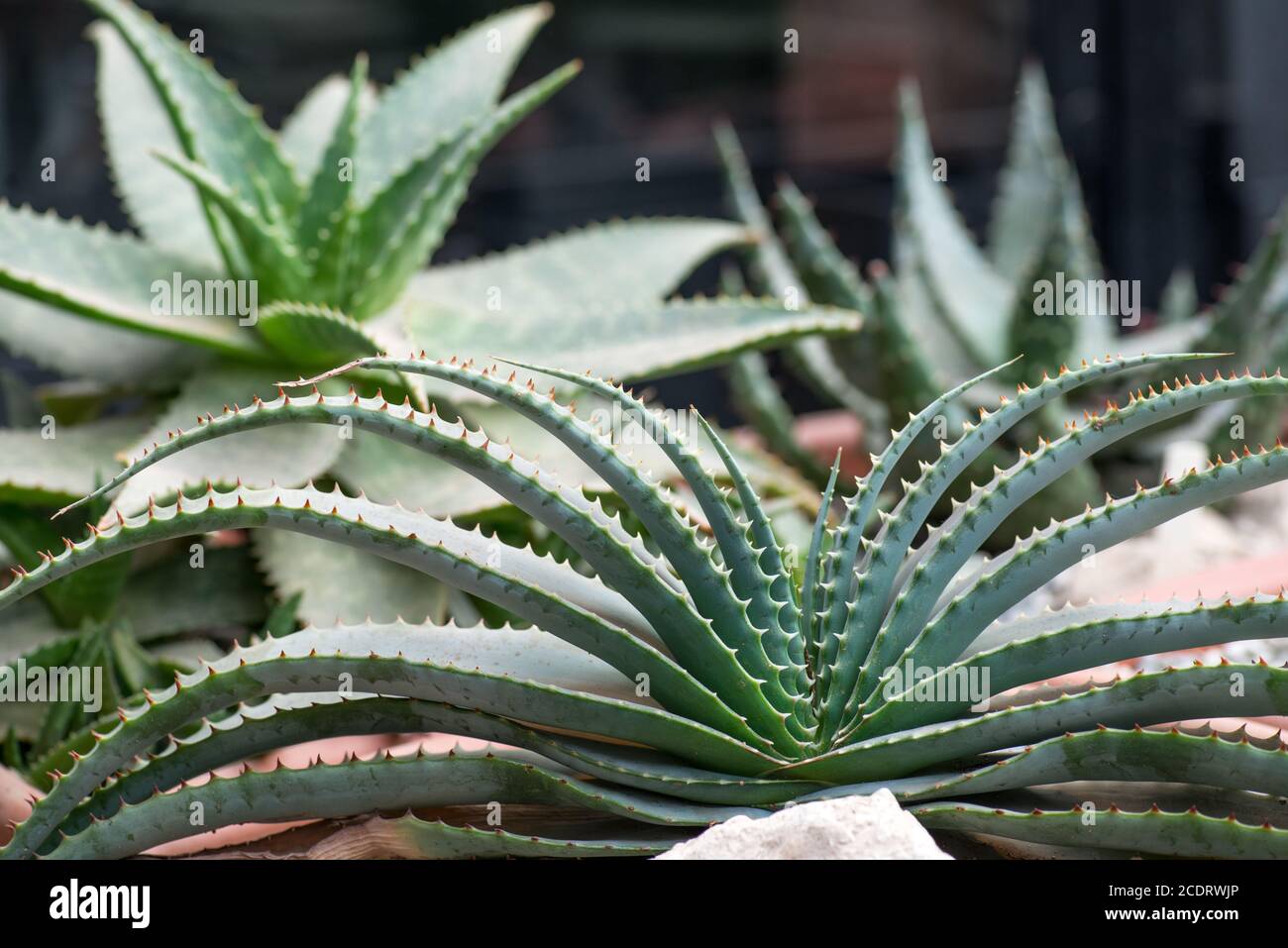 aloe leaves green background design elements eco texture Stock Photo ...