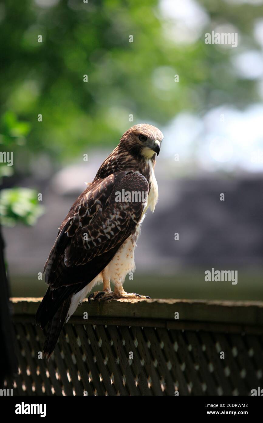 Hawk red beak hi-res stock photography and images - Alamy