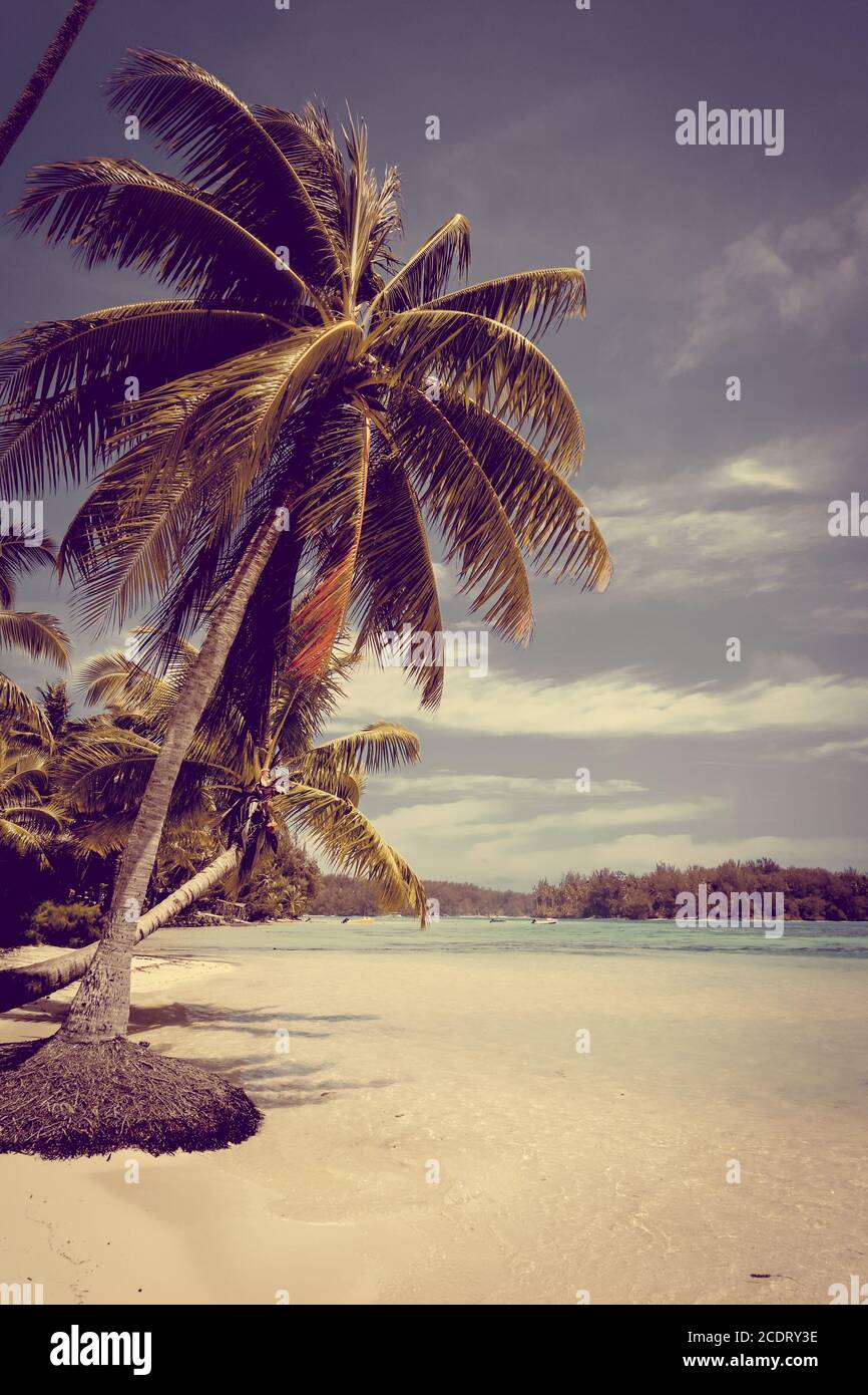 Paradise tropical beach and lagoon in Moorea Island Stock Photo - Alamy