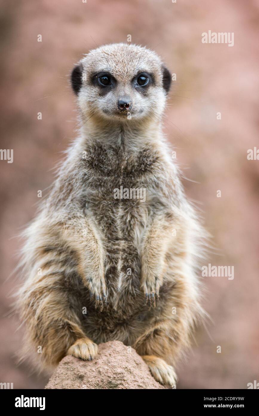 Portraits of meerkats hi-res stock photography and images - Alamy
