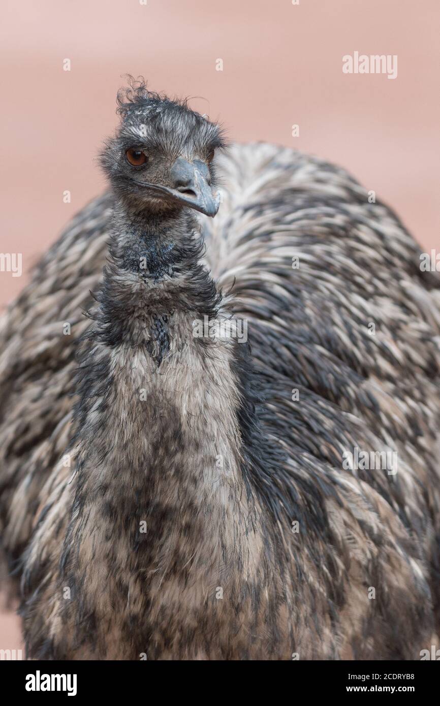 Big Emu bird Stock Photo - Alamy