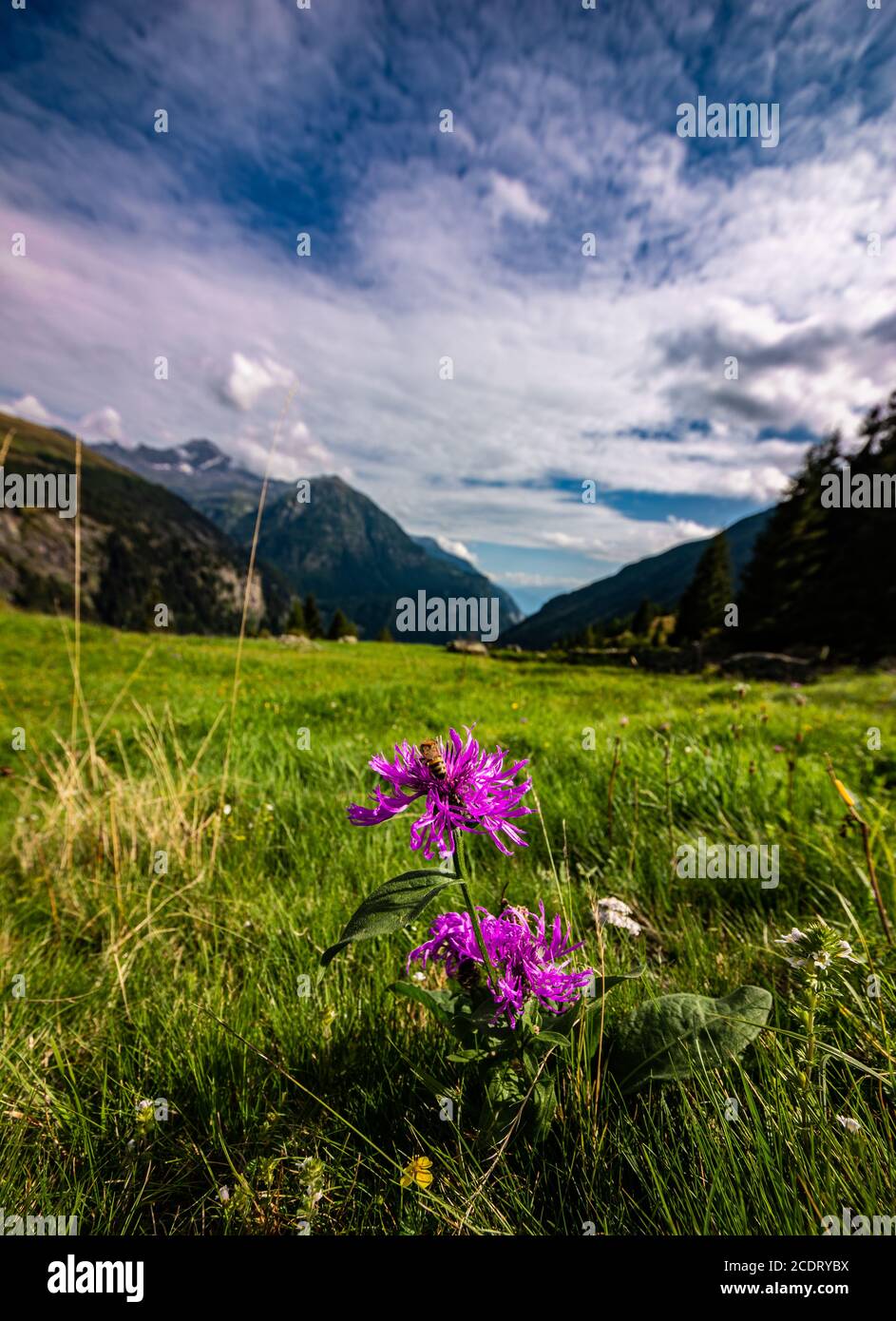 Panorama - Valle Spluga Stock Photo - Alamy