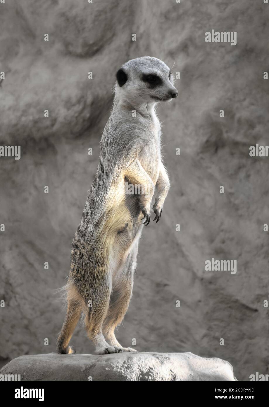 Small suricate on a rock hi-res stock photography and images - Alamy
