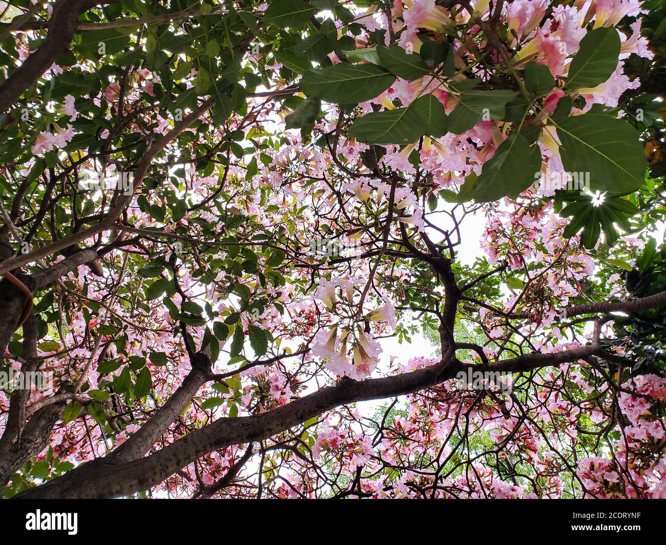 Tree with pink flowers Stock Photo - Alamy