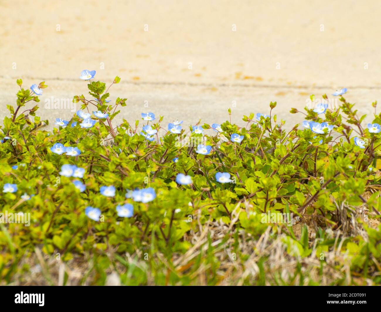 Common Field Speedwell High Resolution Stock Photography and Images - Alamy