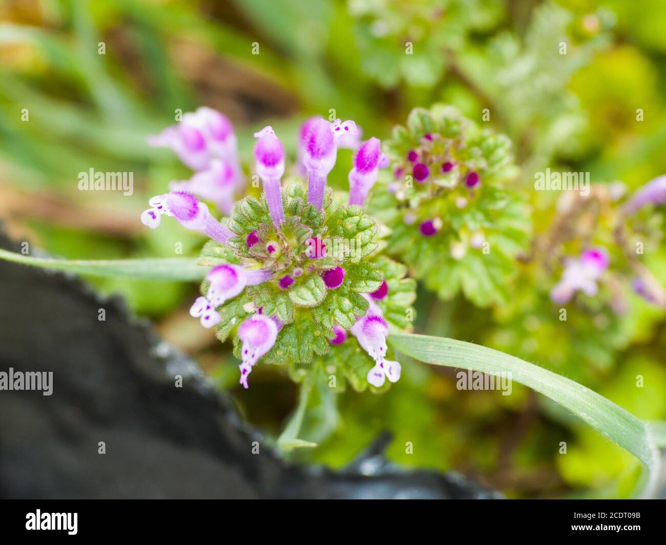 Lamium amplexicaule - Henbit on blooming on a meadow Stock Photo - Alamy