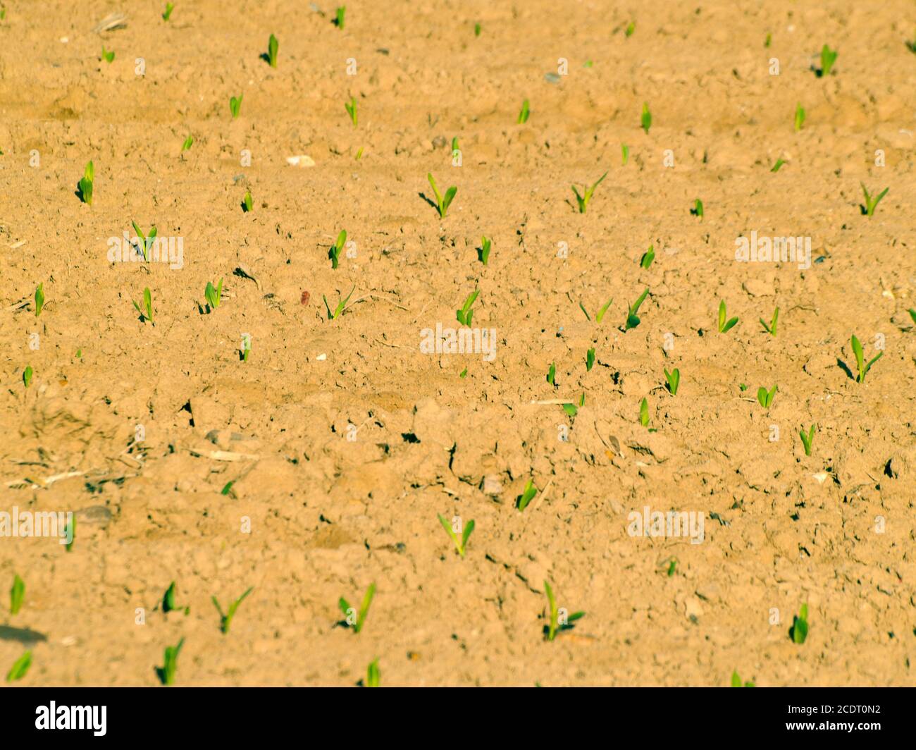 Plant life below ground level hi-res stock photography and images - Alamy