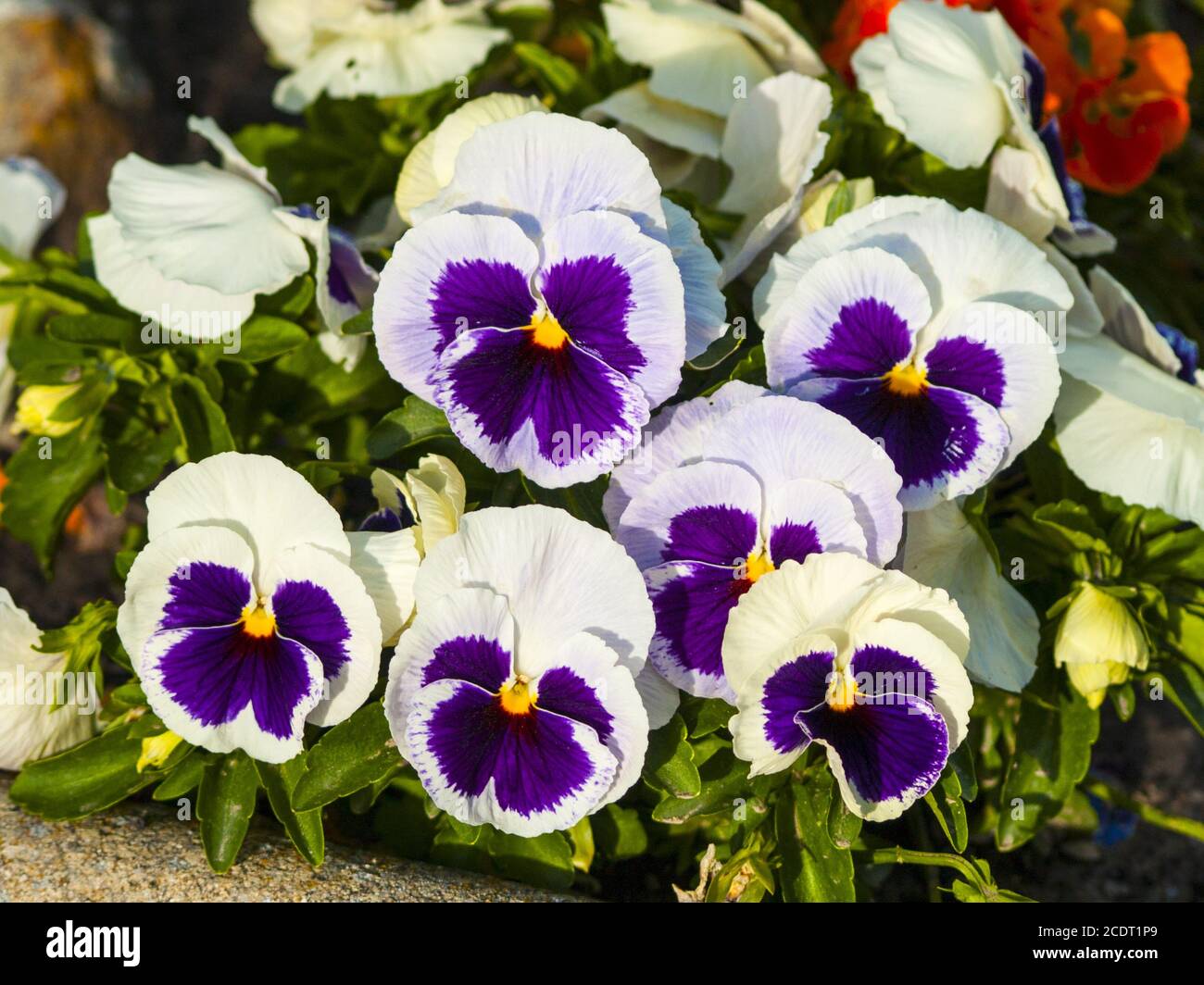 Viola tricolor hortensis - White and purple Violas on an urban garden ...