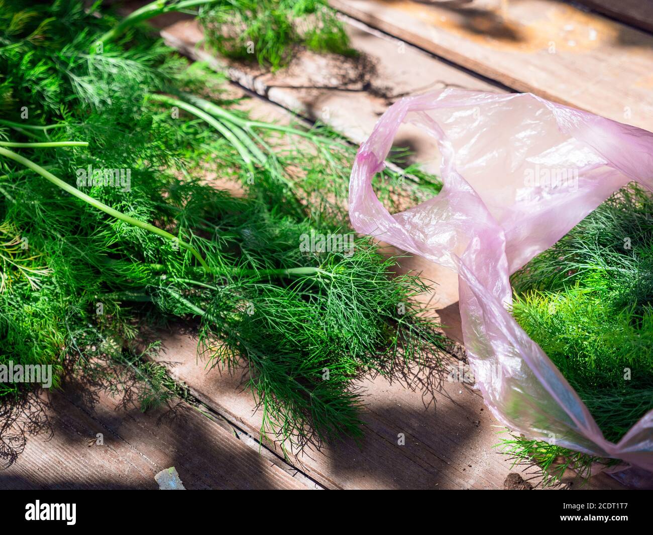 Fresh bright green dill sprigs on a rural wooden table and gathered in ...