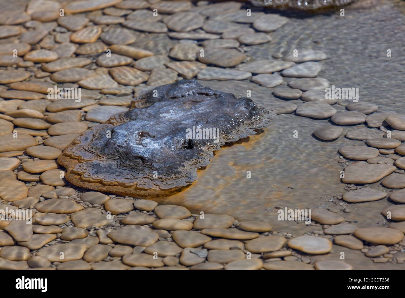 Smooth flat river rocks in the shallow thermal waters of Aurum geyser ...