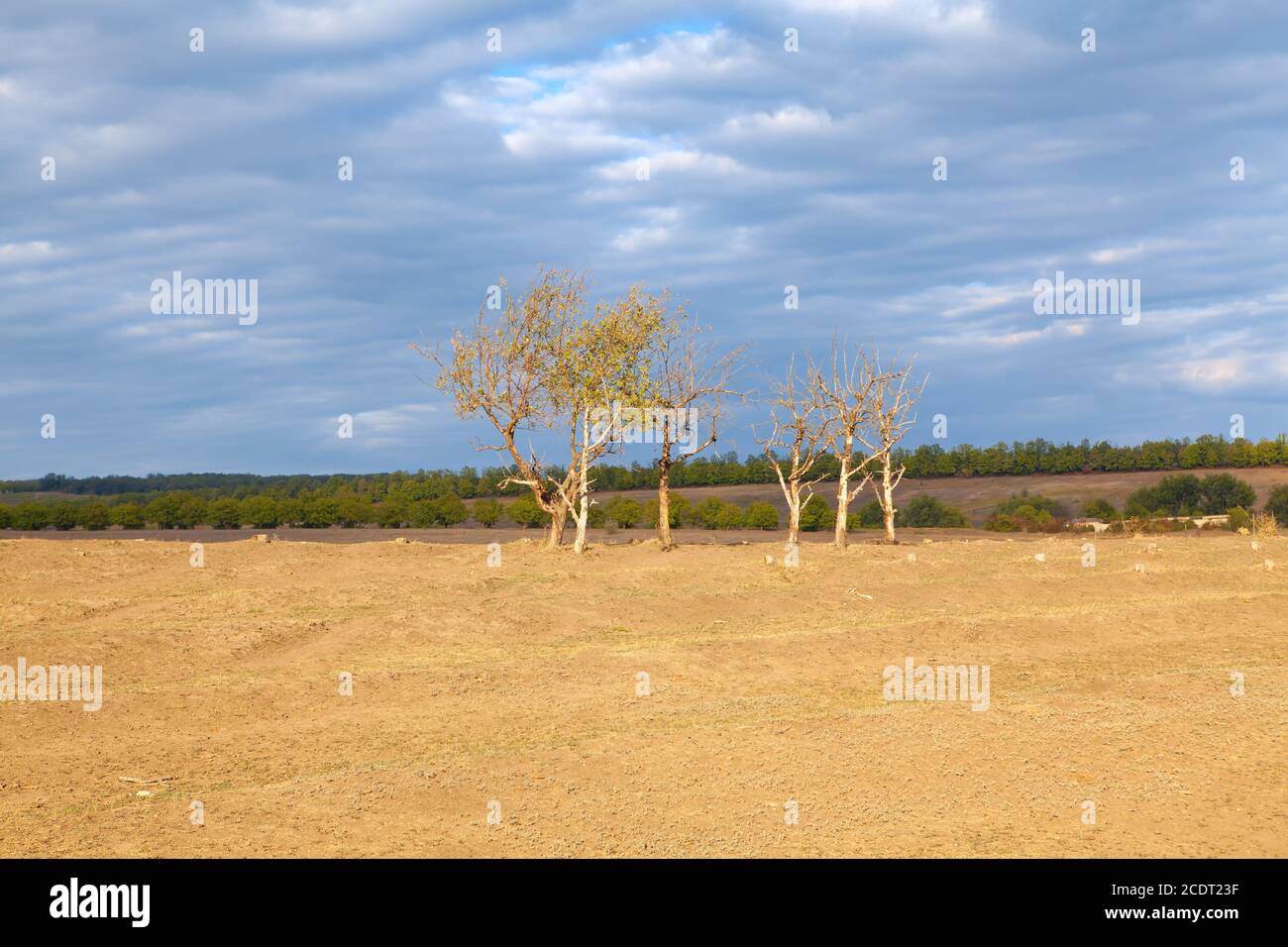 Withered trees on the clay soil . Dry Climate Scenery Stock Photo - Alamy
