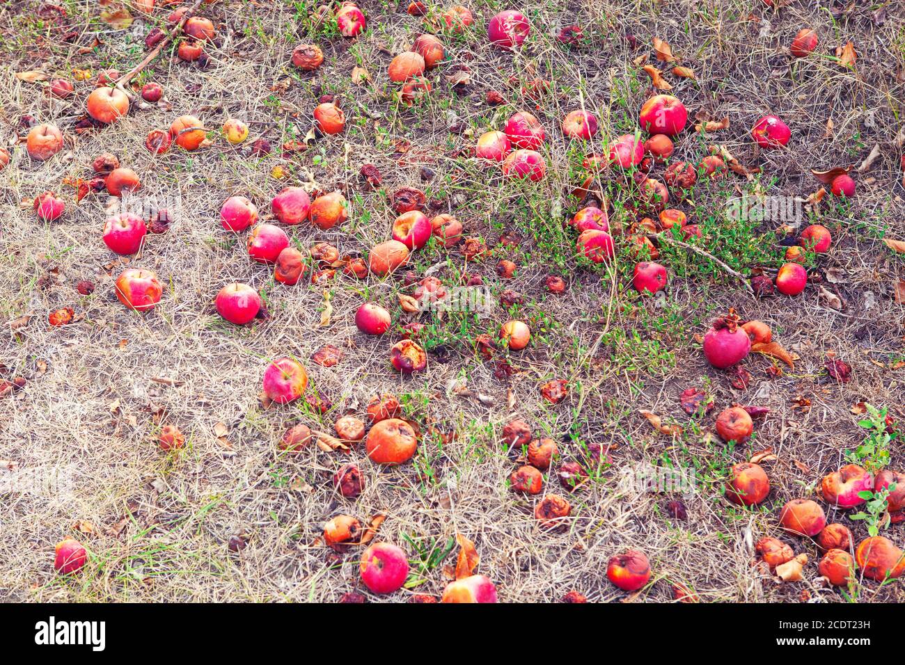 Rotten Fruits On Tree High Resolution Stock Photography and Images - Alamy