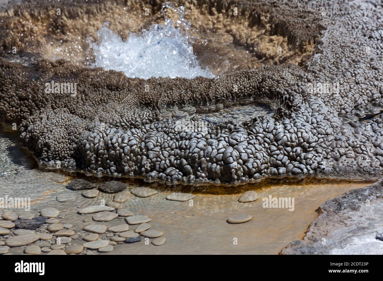 Bacteria and minerals from the thermal waters of Aurum Geyser have ...