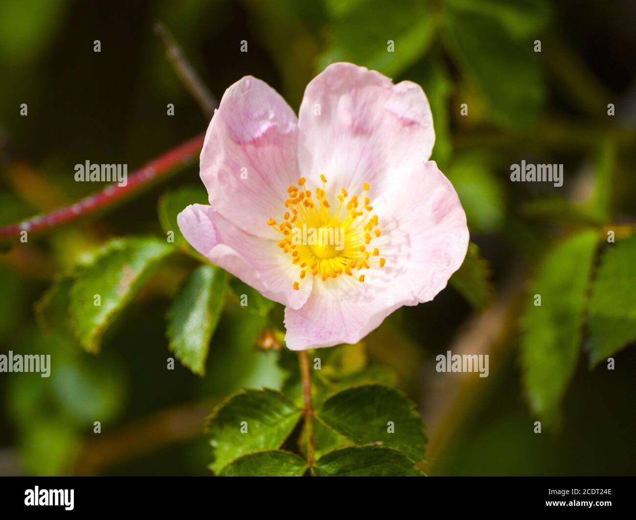 Rosa canina wild rose hi-res stock photography and images - Alamy