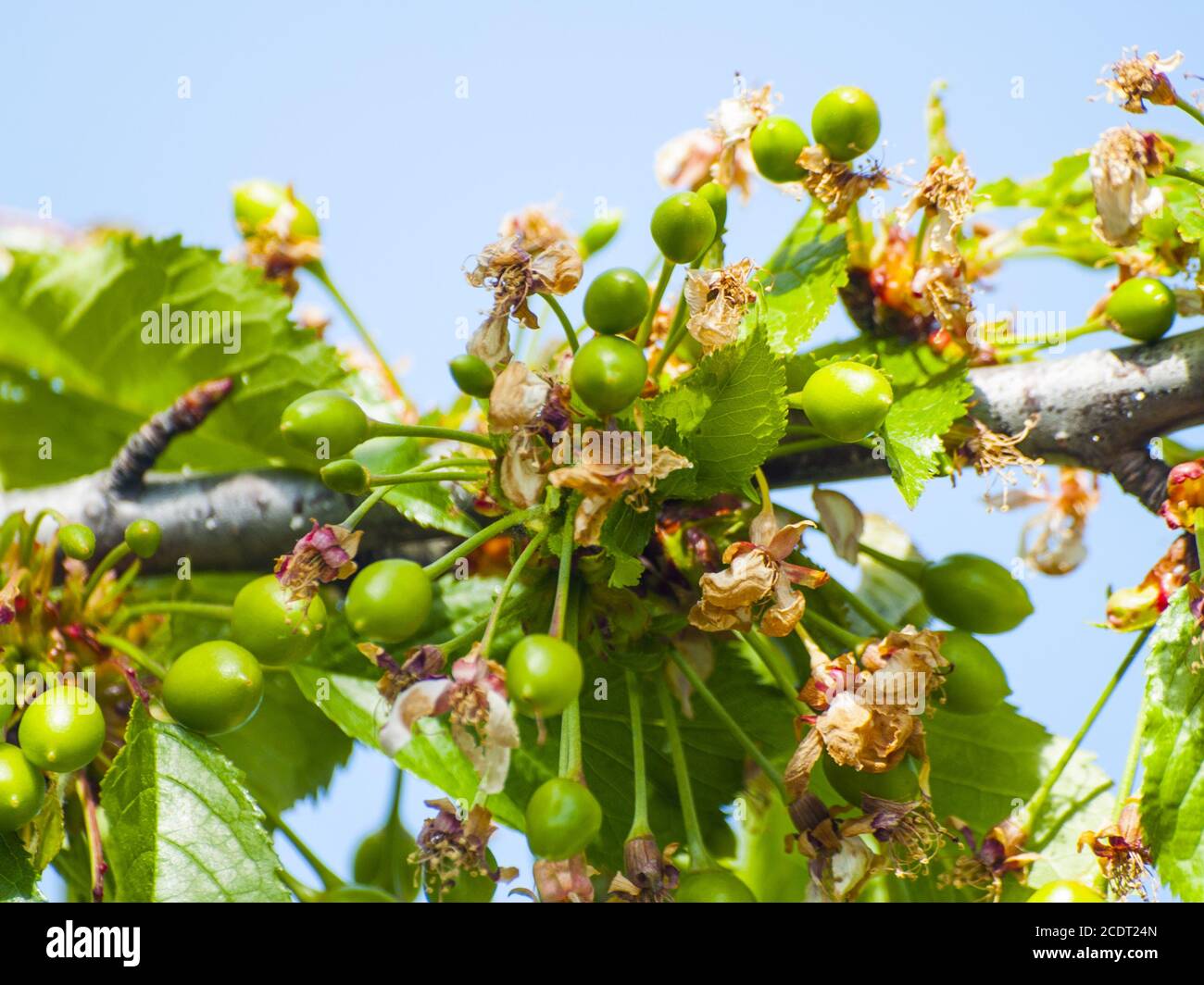 Plum cherry apple tree in hi-res stock photography and images - Alamy