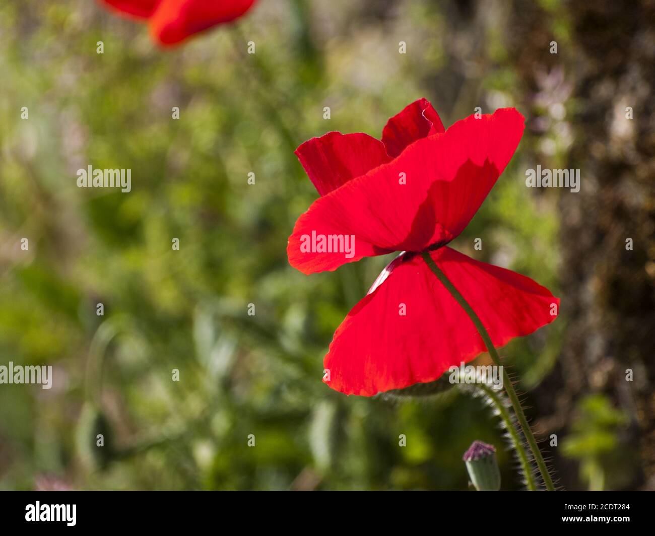 Red poppy with wildlife hi-res stock photography and images - Alamy