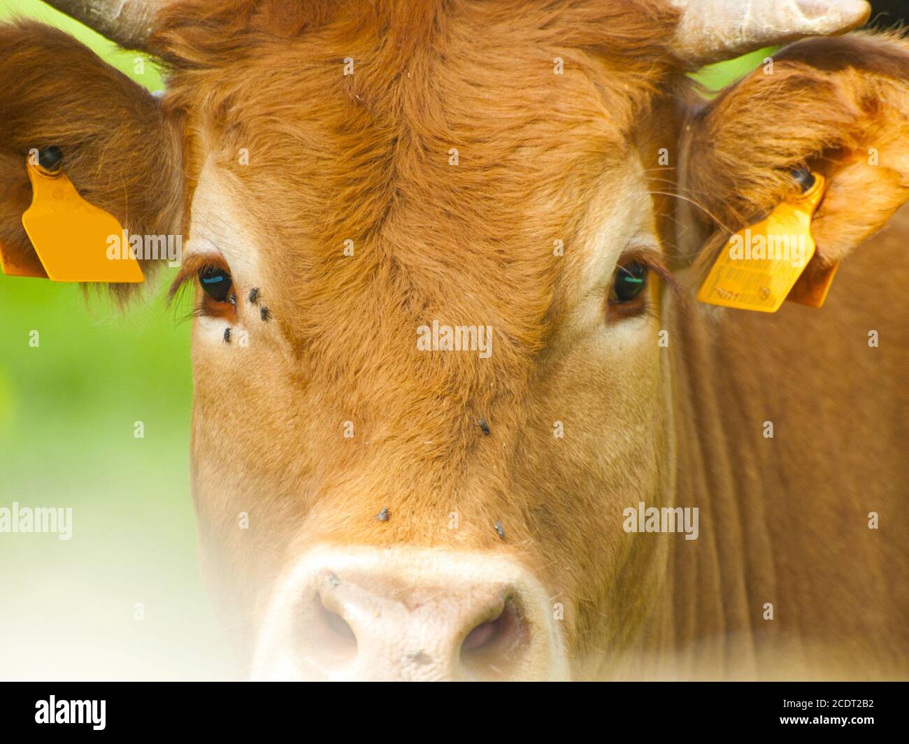 Limousine cow on countryside looking at camera Stock Photo - Alamy
