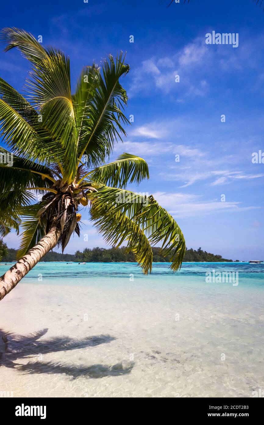 Paradise tropical beach and lagoon in Moorea Island Stock Photo - Alamy