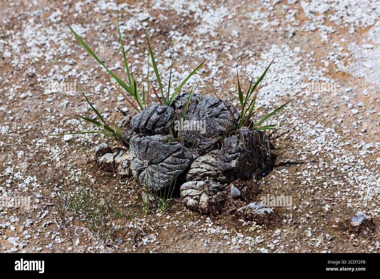 Healthy new grass takes root in a pile of bison poop in the ultimate ...