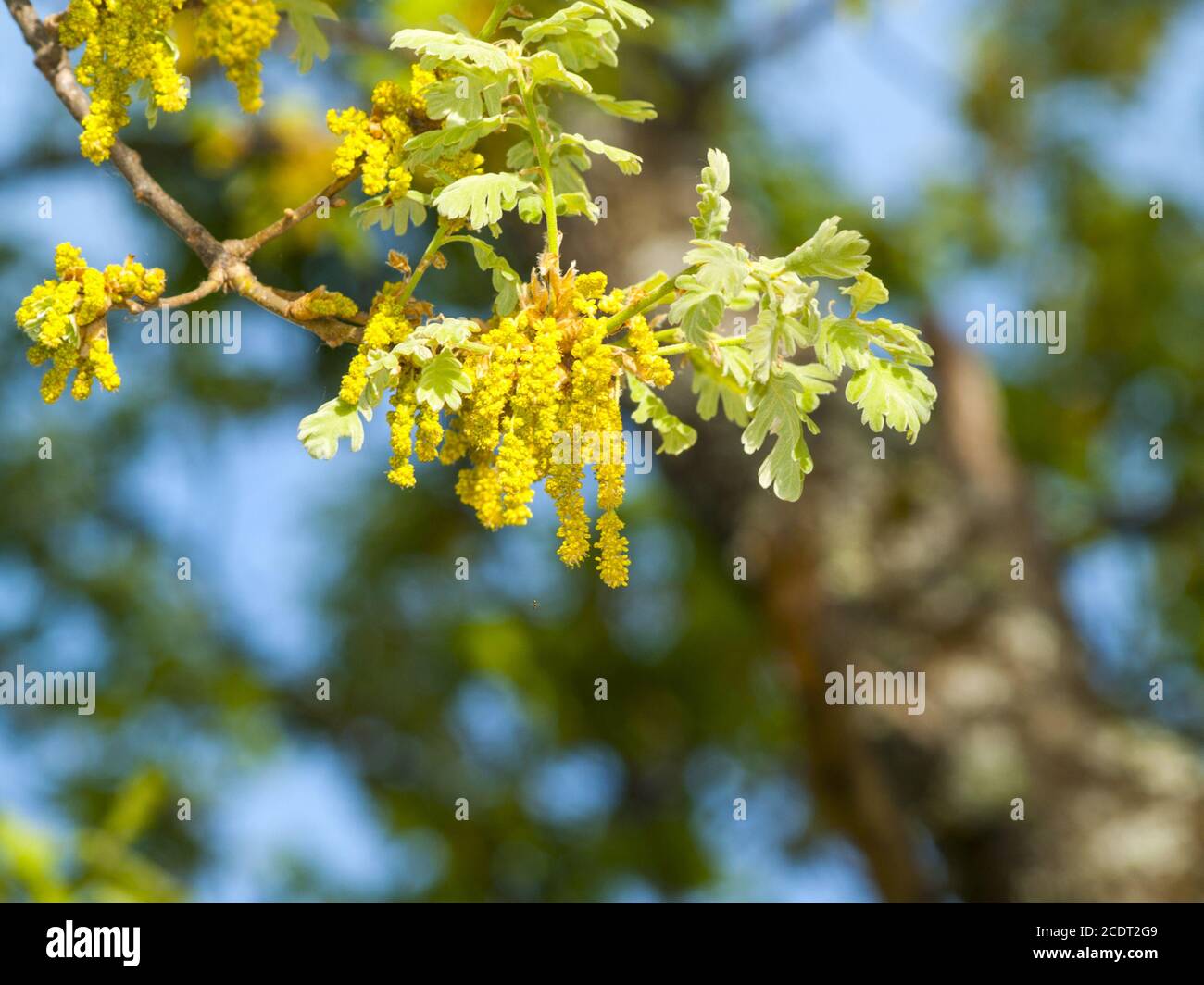 Flowers blooming on tree trunk hi-res stock photography and images - Alamy