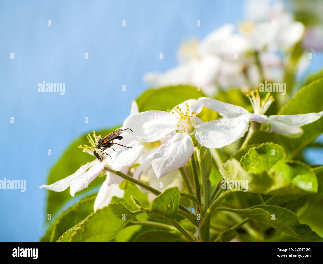 Plum fruit insect hi-res stock photography and images - Alamy