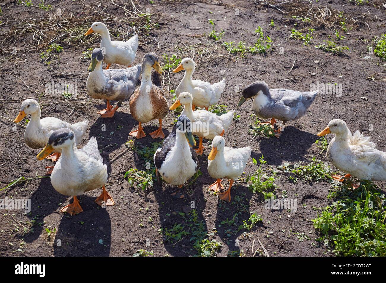 Home ducks on the field Stock Photo - Alamy