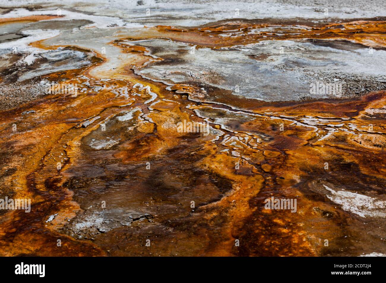 Bacteria and minerals in the hot water that runs out of Ear Springs ...