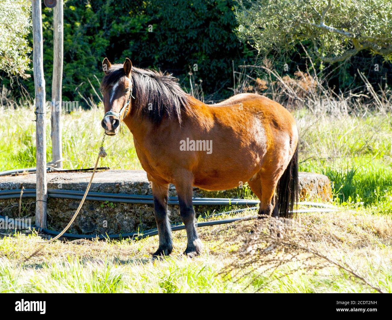 Brown horse on a farm on countryside in springtime Stock Photo - Alamy