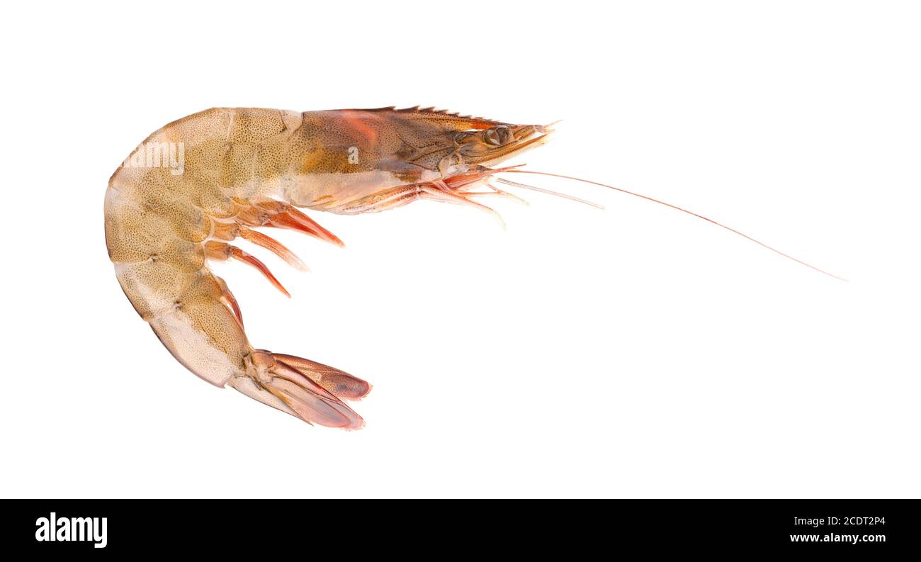 Raw shrimp isolated on white background. Raw prawns Stock Photo - Alamy