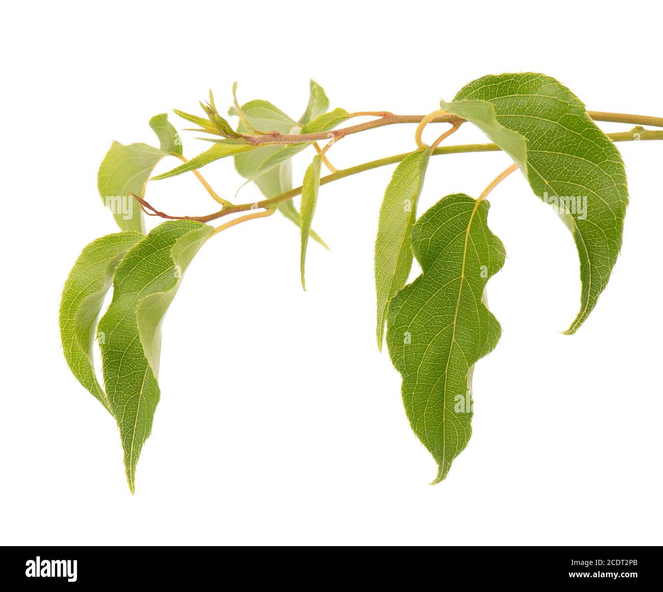 Kiwi leaves hi-res stock photography and images - Alamy