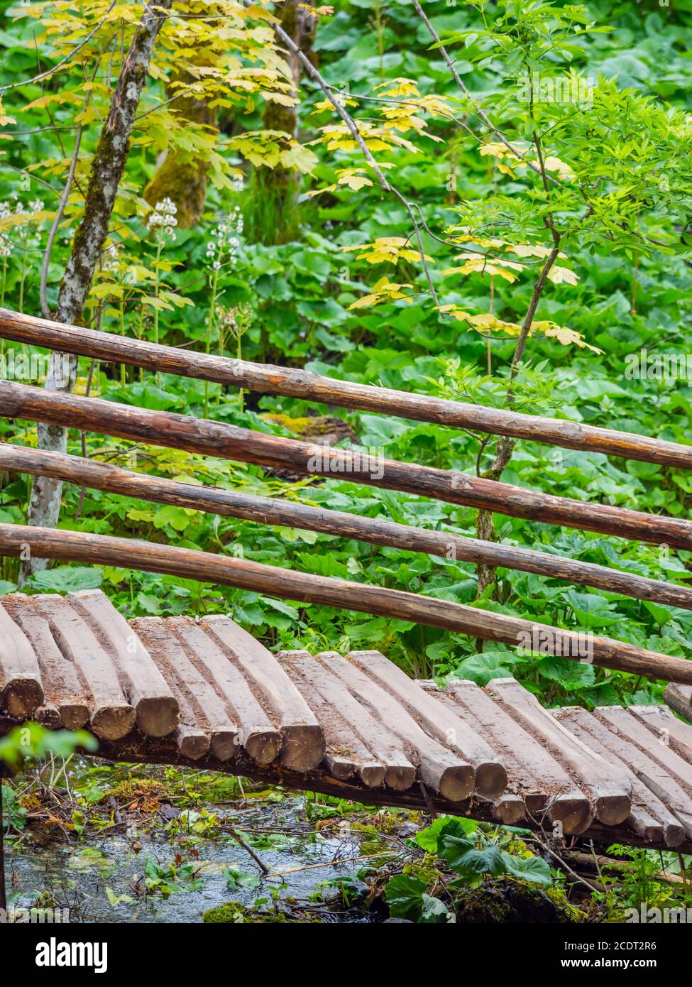 Wooden pathway walkbridge bridge National park Plitvice lakes in ...
