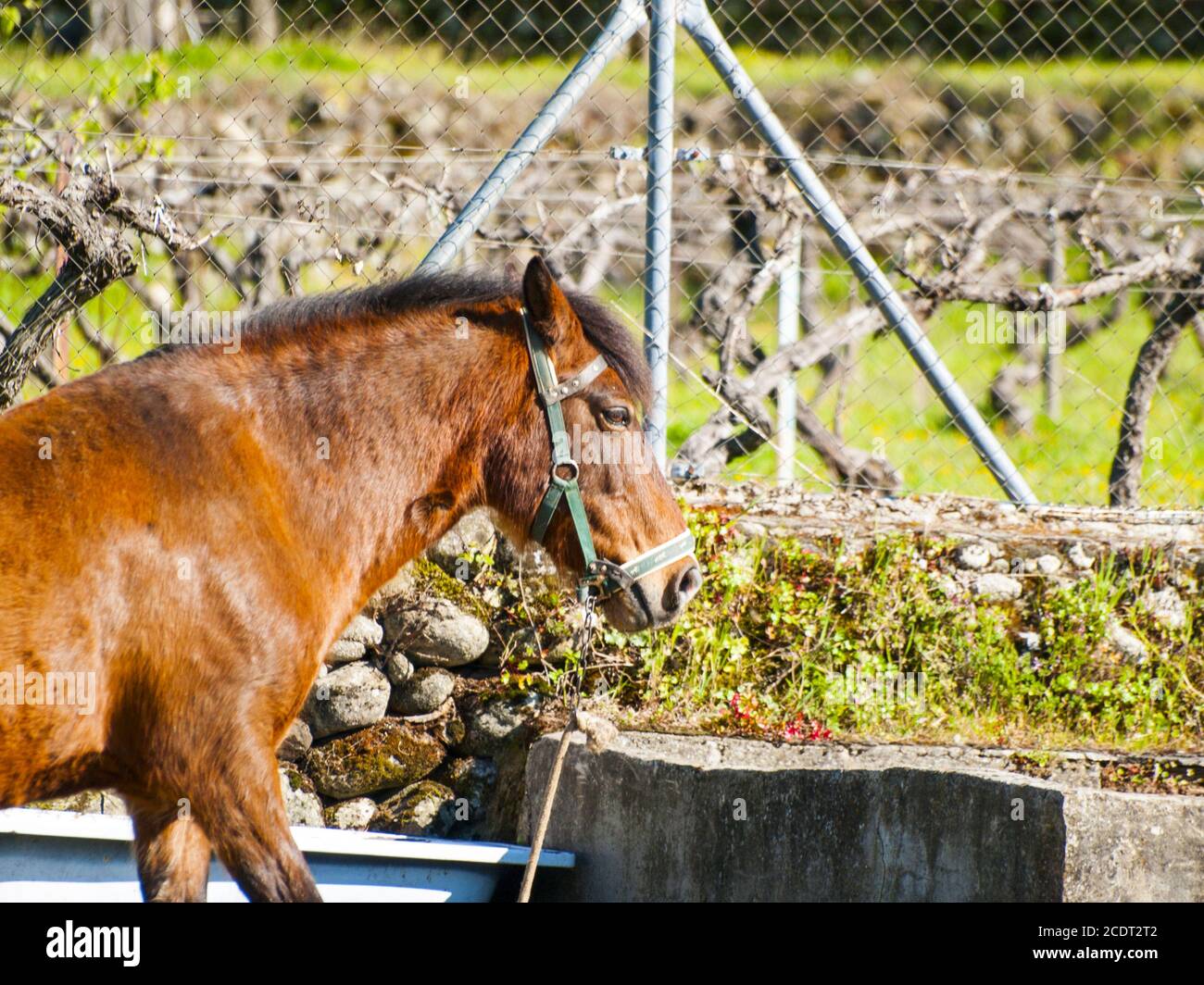 Noble ani hi-res stock photography and images - Alamy