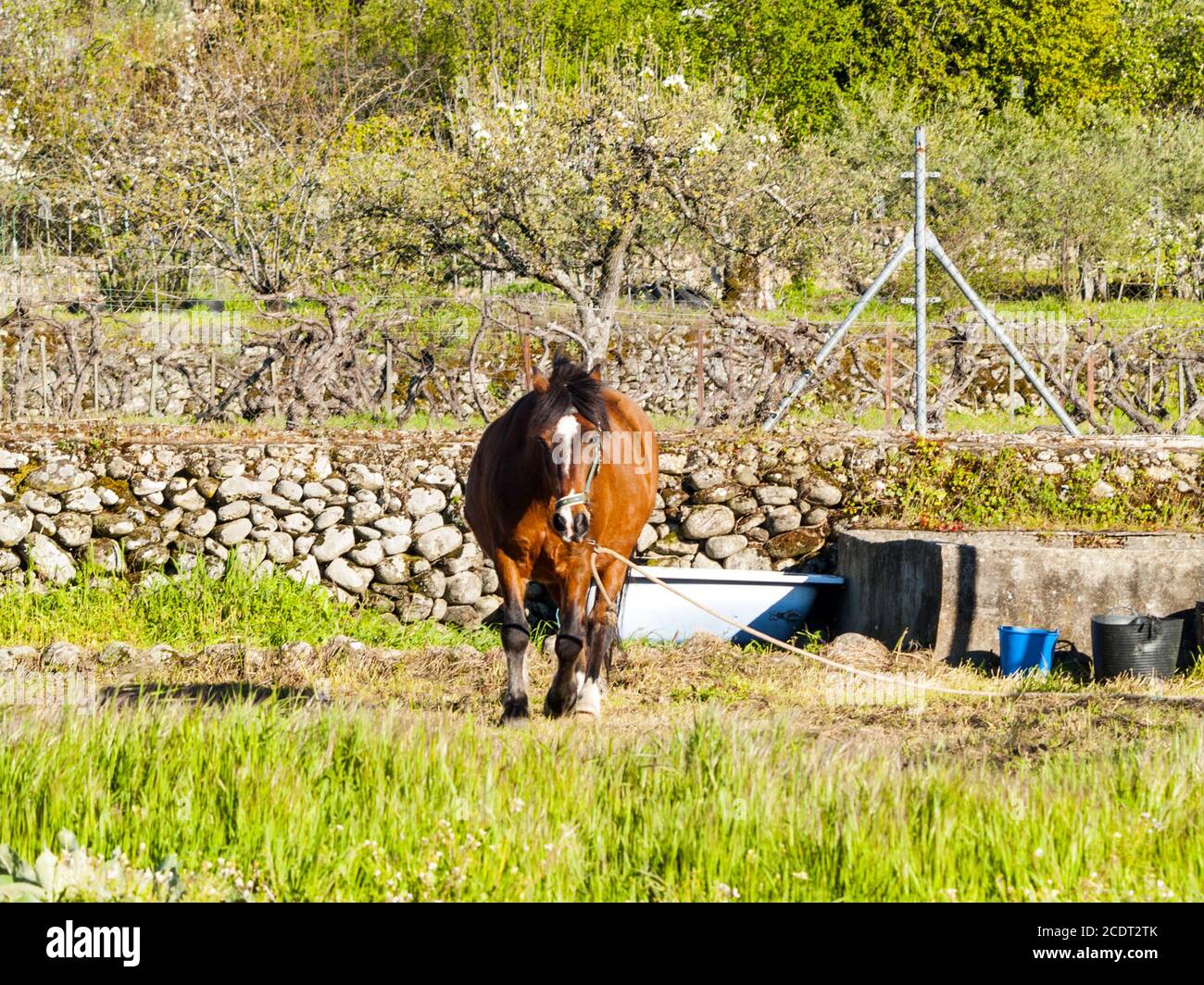 Springtime on the farm hi-res stock photography and images - Alamy