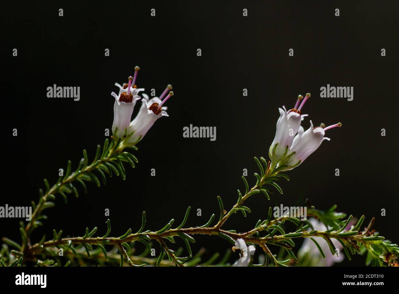Detail of erica arborea or tree heath white flowers blooming in spring ...