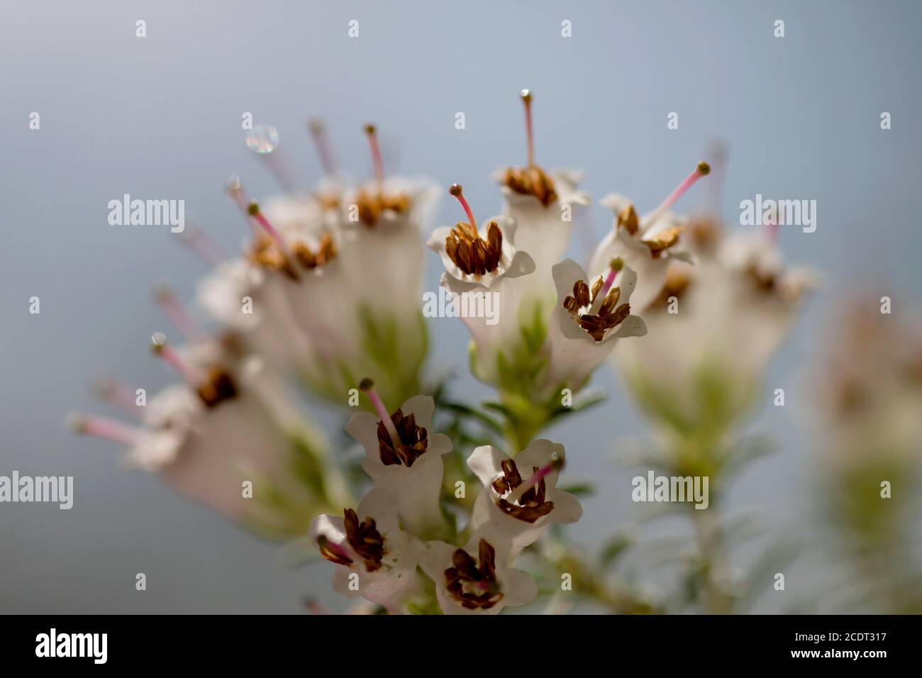 Heath tree erica arborea High Resolution Stock Photography and Images ...