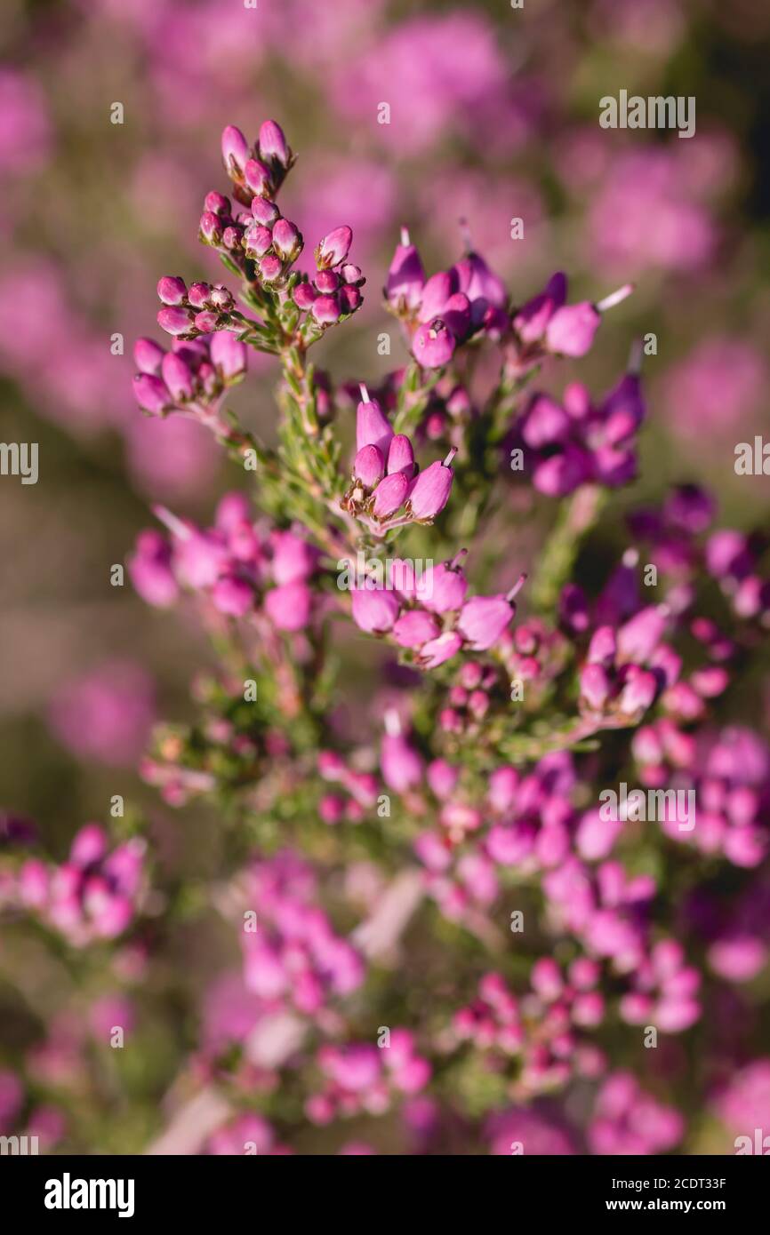 Deep reddish pink color hi-res stock photography and images - Alamy