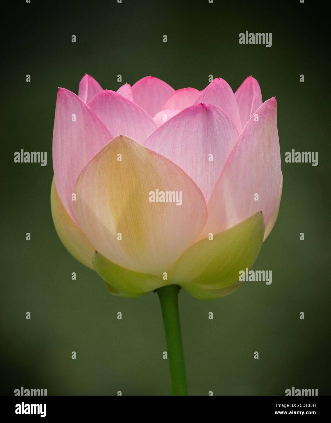 Beautiful pink lotus hi-res stock photography and images - Alamy