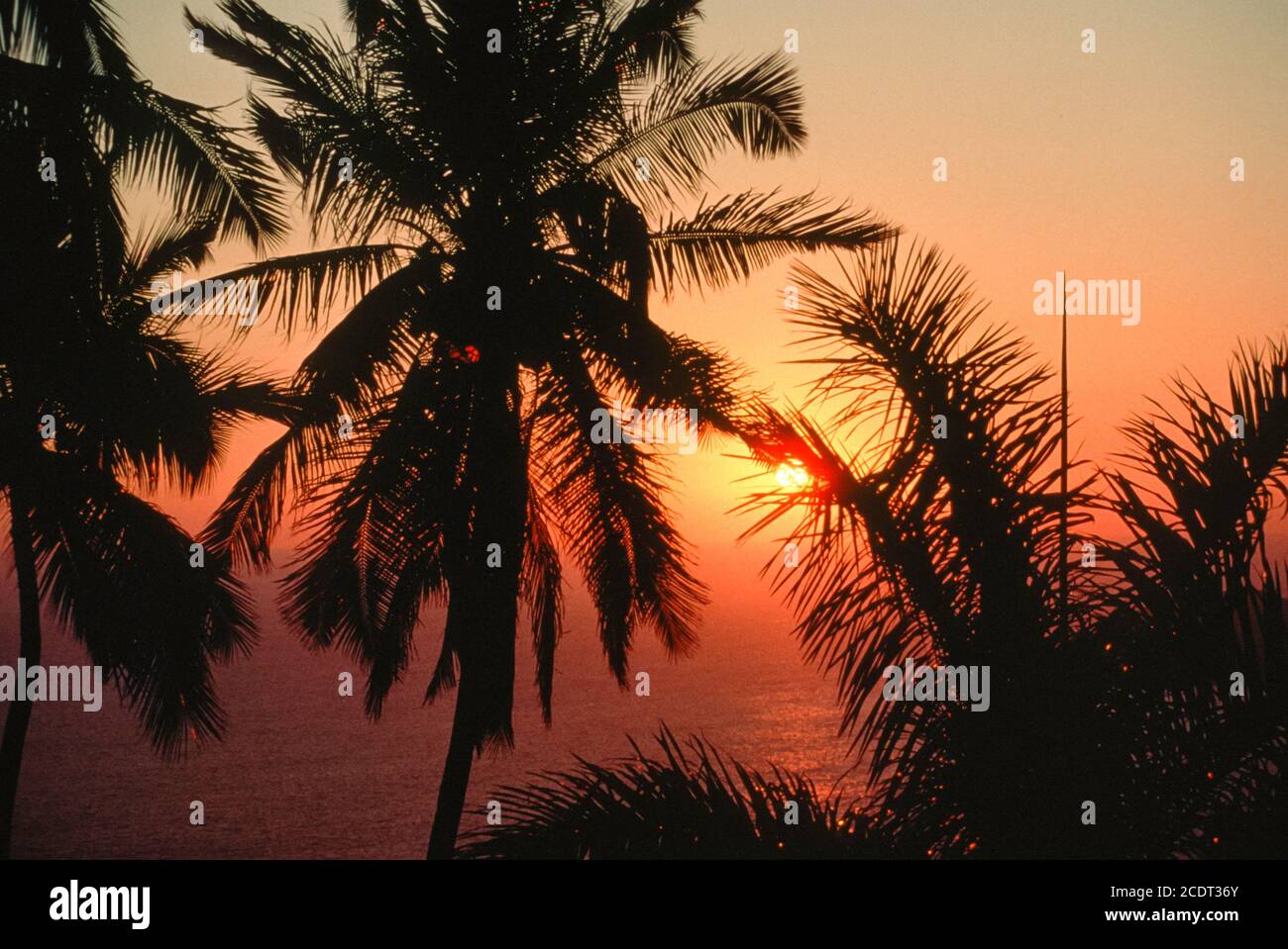 Sunset and Palm Trees on the Pacific Ocean, Mexico Stock Photo - Alamy